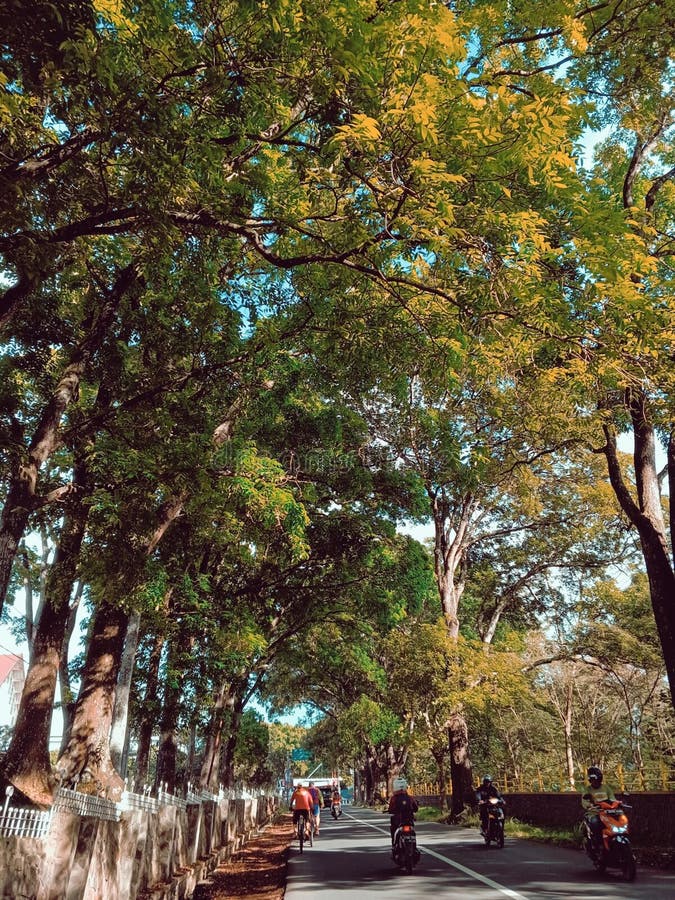 Sitting Under a Tree Makes the Mind Calmer Stock Image - Image of tree ...