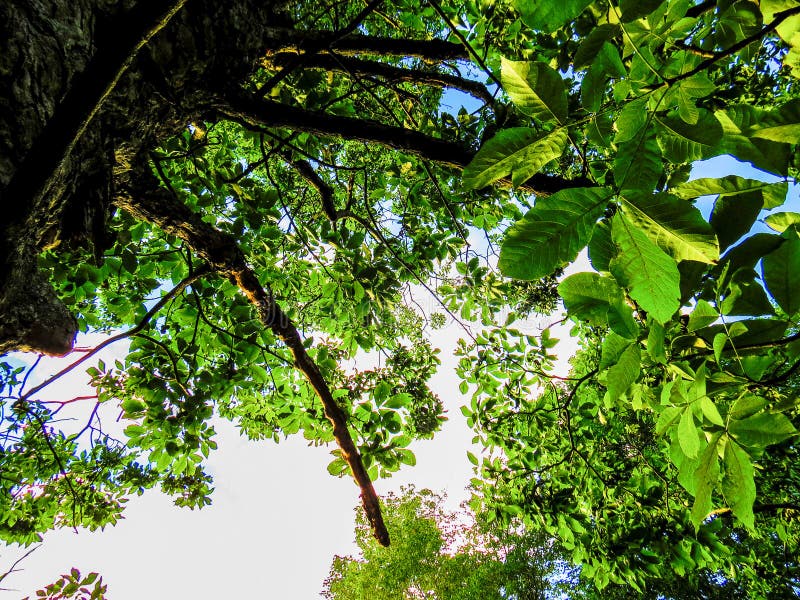 Sitting Underneath the Tree Stock Photo - Image of forest, tree: 237114992