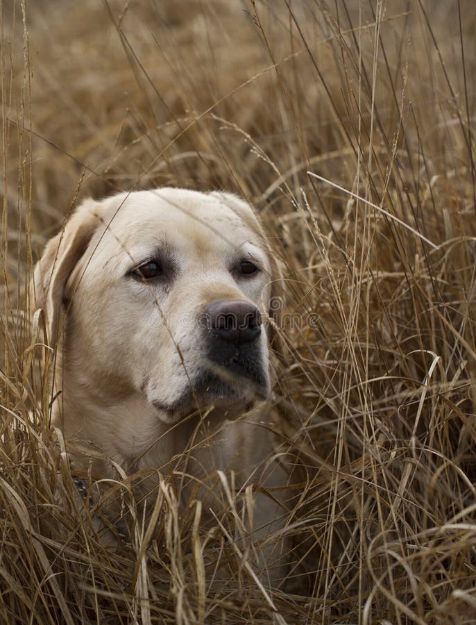 Sitting, waiting, watching stock photo. Image of yellow - 36560178