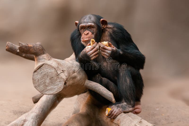 Chimpanzee Primate Sitting on a Tall Pole Holding Food Stock Image ...