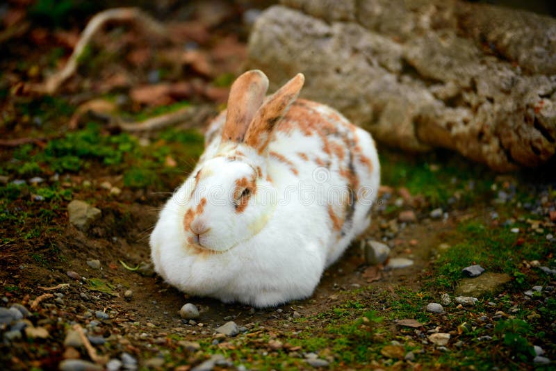 Sitting White and Orange Rabbit with Some Black Dots Stock Image ...