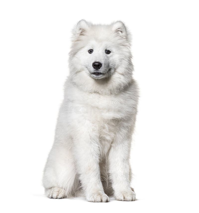 White Samoyed Puppy Dog Back View with Tail and Dog Stock Photo - Image ...