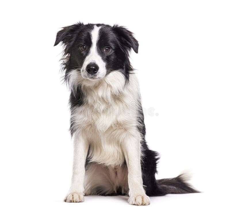Sitting Young Border Collie Dog, Isolated on White Stock Photo - Image ...
