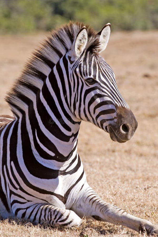 Sitting Zebra stock image. Image of savannah, young, lying - 12061623