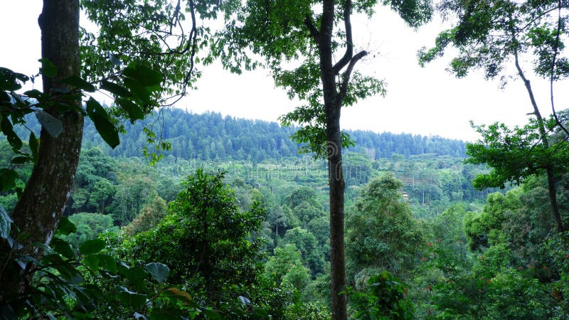 Situ Gunung Park View. Forest in Sukabumi. Stock Photo - Image of tree ...