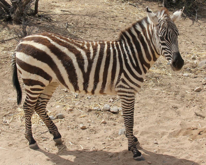 imágenes comunes del Piernas De La Cebra - los derechos de la ...