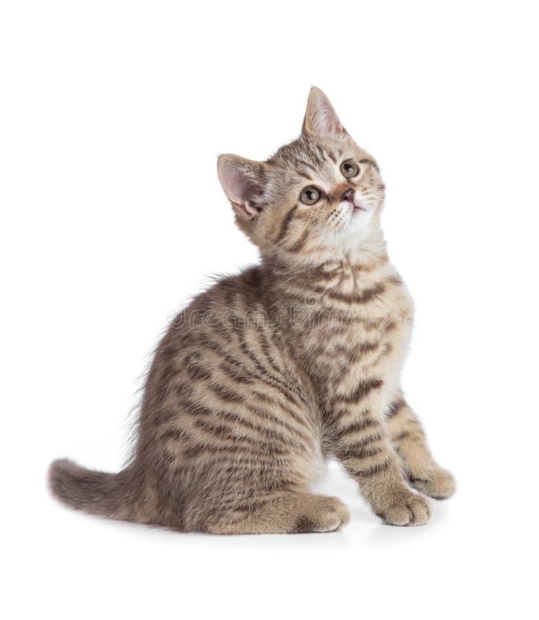 Sitzende Katze, Die Oben Schaut Stockbild - Bild von lustig, reinrassig ...