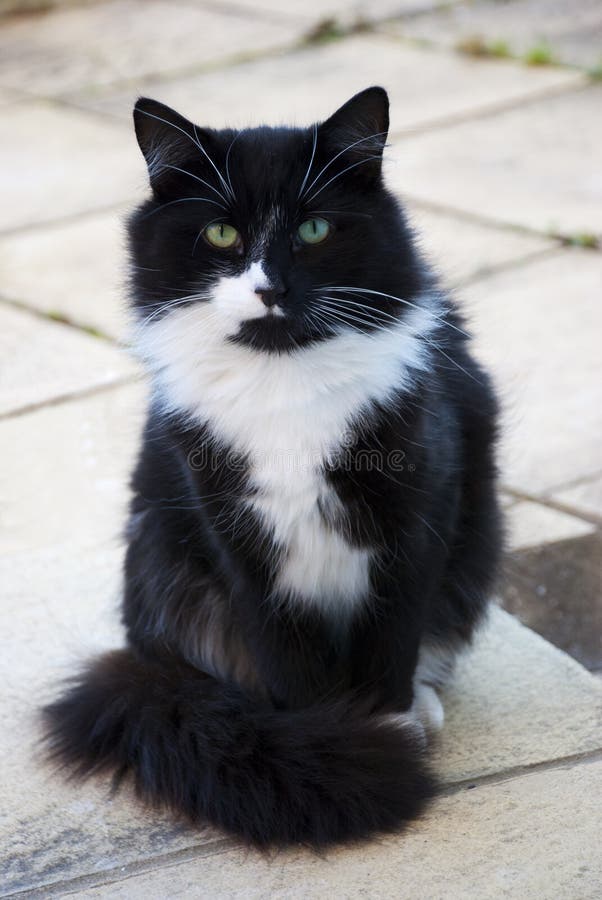 Sitzende Katze stockfoto. Bild von tier, katze, schauen - 37900398