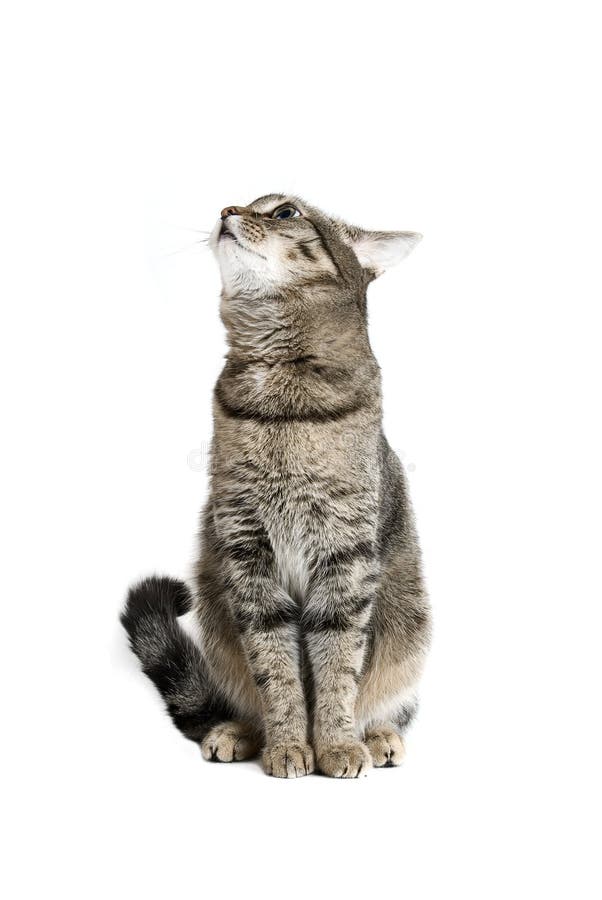 1,030 Sitzende Katze Fotos - Kostenlose und Royalty-Free Stock-Fotos ...