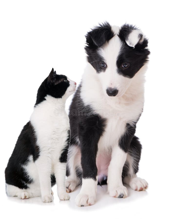 Cute Border Collie Puppy with Cat Stock Image - Image of sitting, sweet ...