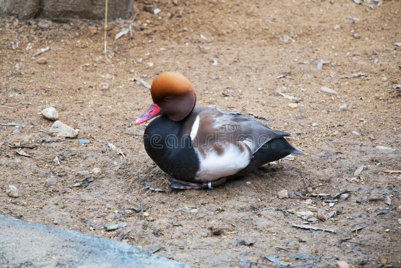 Sitzender Bunter Vogel Der Exotischen Rothaarigen Roter Schnabel ...