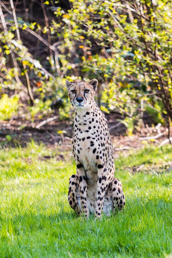 Sitzender Gepard stockfoto. Bild von erhaltung, wildnis - 21608006