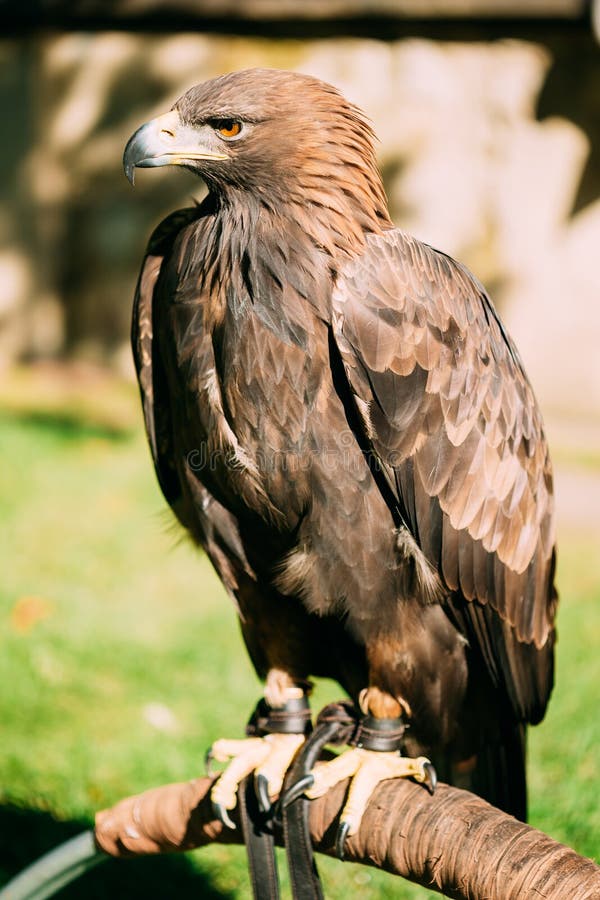 Goldener Adler Im Flug Wilder Vogel Stockbild - Bild von tier, blätter ...