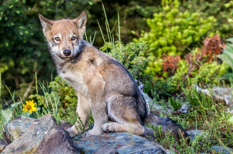 Sitzender Gray Wolf Pup stockbild. Bild von auge, tier - 43919819