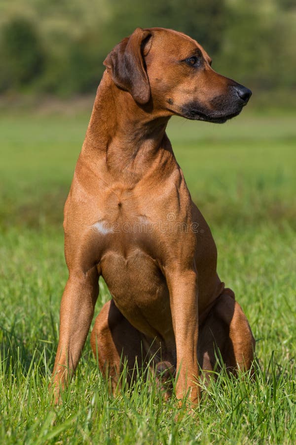 Rhodesian Ridgeback Sitting Stock Photos - Download 1,120 Royalty Free ...