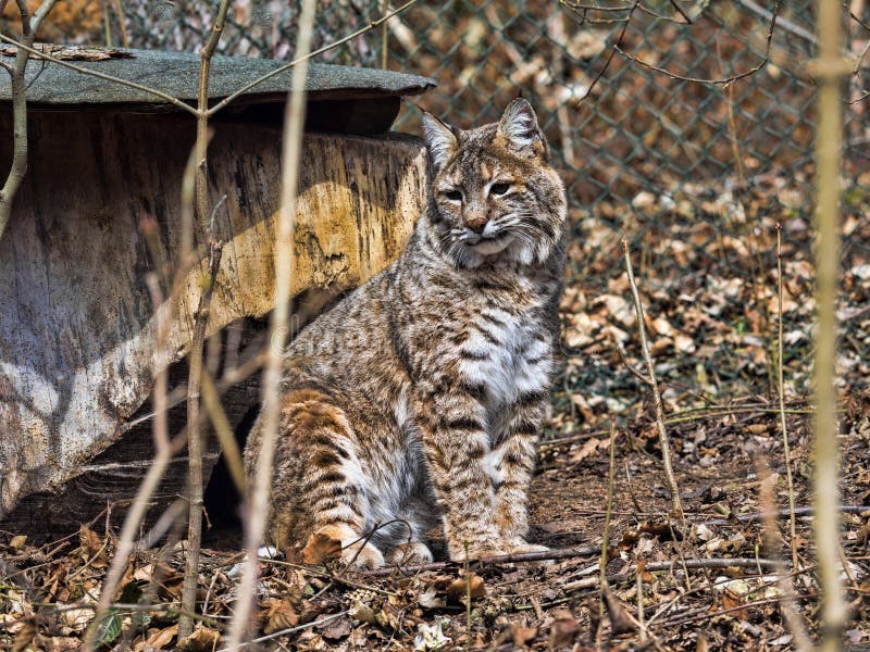 Sitzender Rotluchs, Luchs Rufus, Schaut Herum Stockbild - Bild von ...