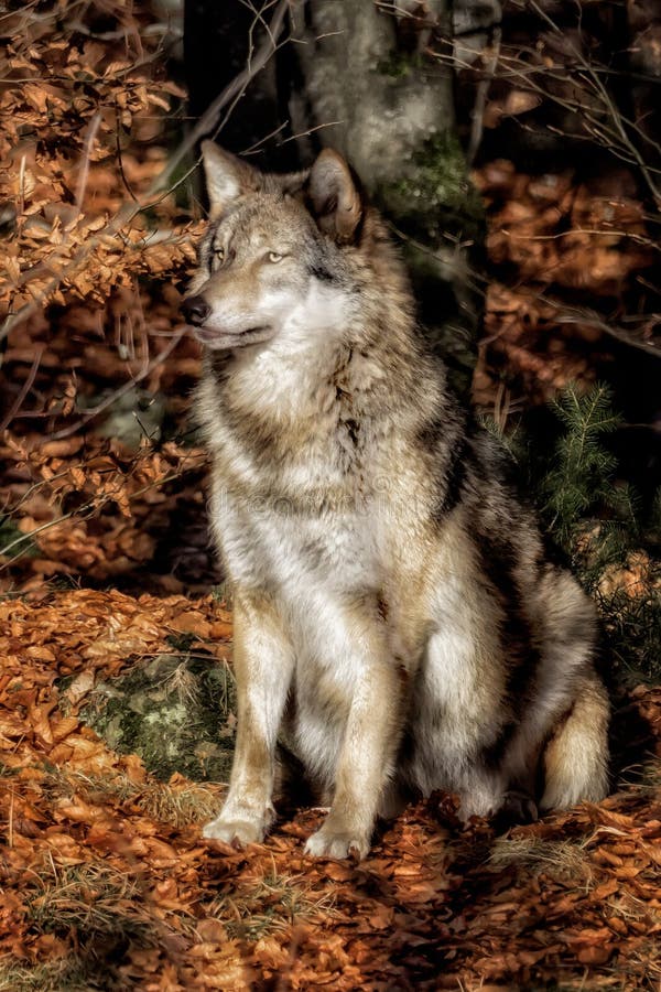 Sitzender Wolf im Wald stockfoto. Bild von deutschland - 92158970