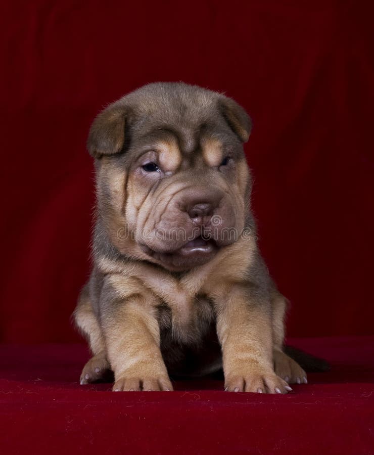 Schwarzes Sharpei, Das Im Park Sitzt Stockfoto - Bild von freundschaft ...