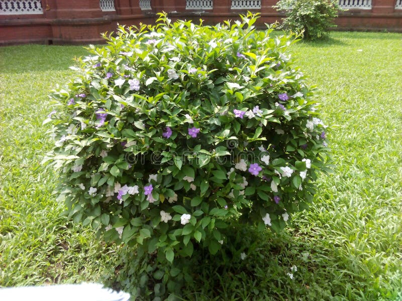 Siuli flower of color stock photo. Image of othersdoesnt - 104049840