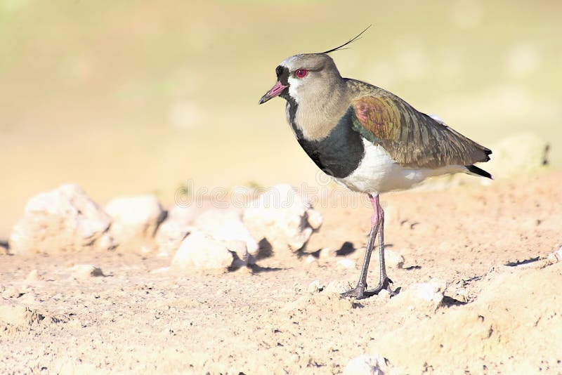 Siuthern Lapwing Bird Perched on the Rocks Stock Image - Image of ...