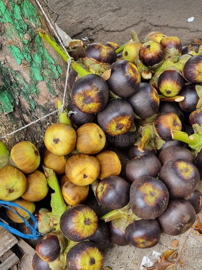 Siwalan Fruit from Tuban, East Java Stock Image - Image of nature ...