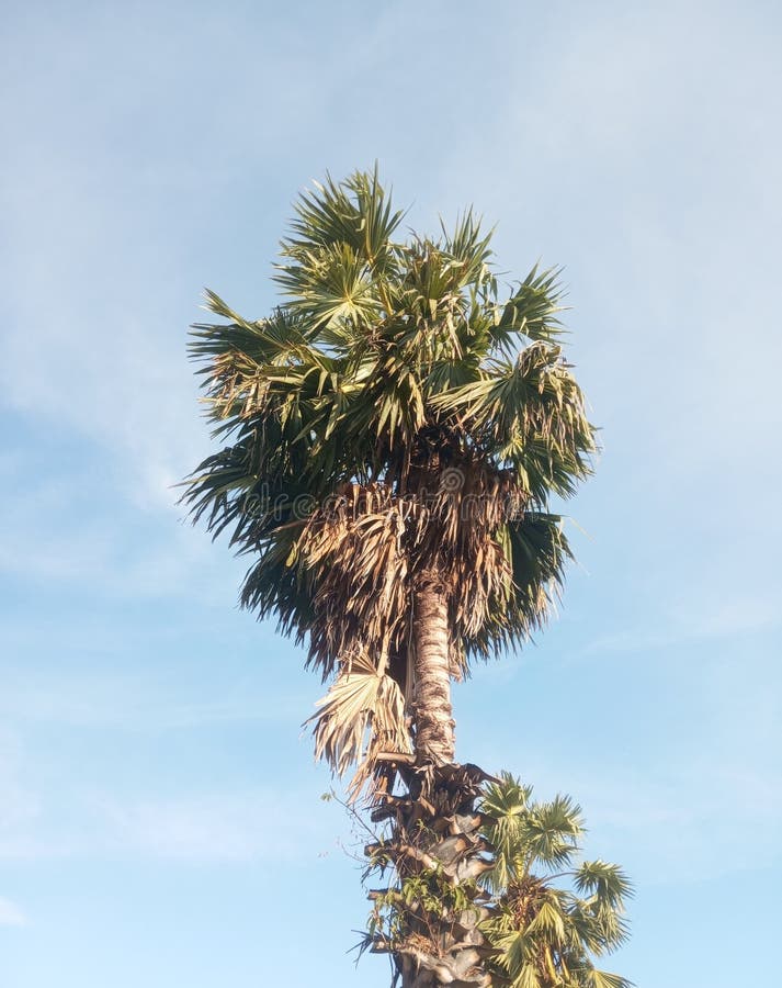 Siwalan Tree or Lontar Tree Stock Image - Image of siwalan, asia: 321775493