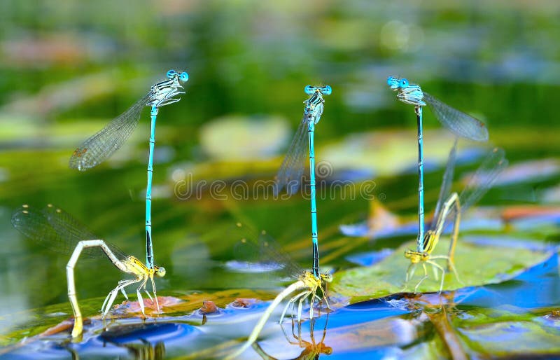 Libellules Photos Stock - Téléchargez 5,388 Photos libres de droits