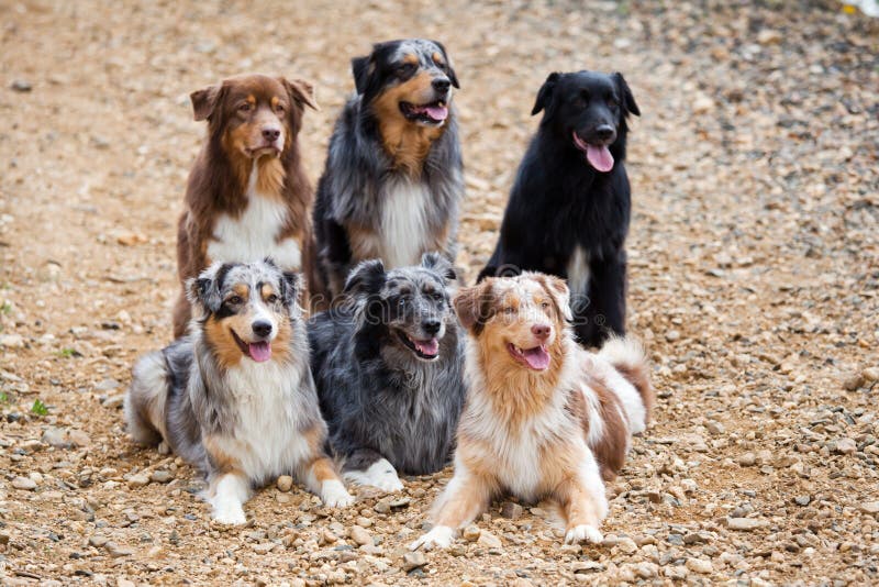 Are There Different Types Of Australian Shepherds