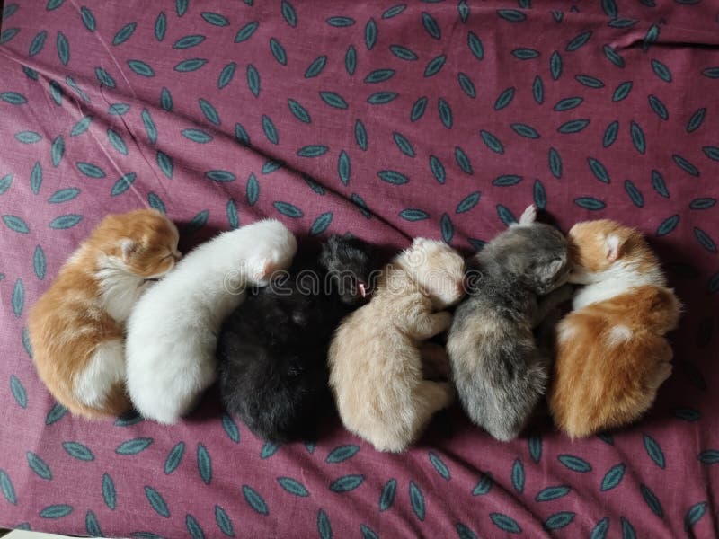 Six Baby Kitten by Ari Cat House Stock Image - Image of house, kitten ...