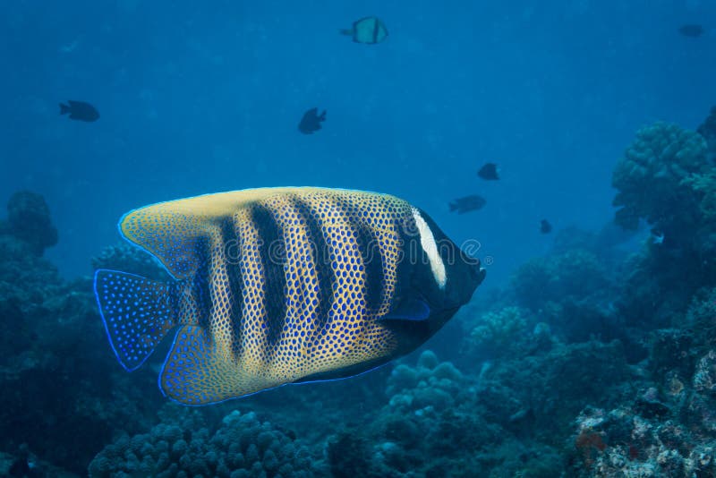 Six Banded Angelfish stock photo. Image of australia - 94563384