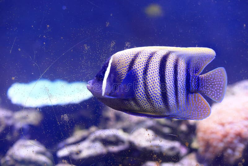 Six-bar angelfish stock image. Image of organism, water - 57904655
