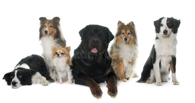 134 Six Dogs Isolated White Stock Photos - Free & Royalty-Free Stock ...