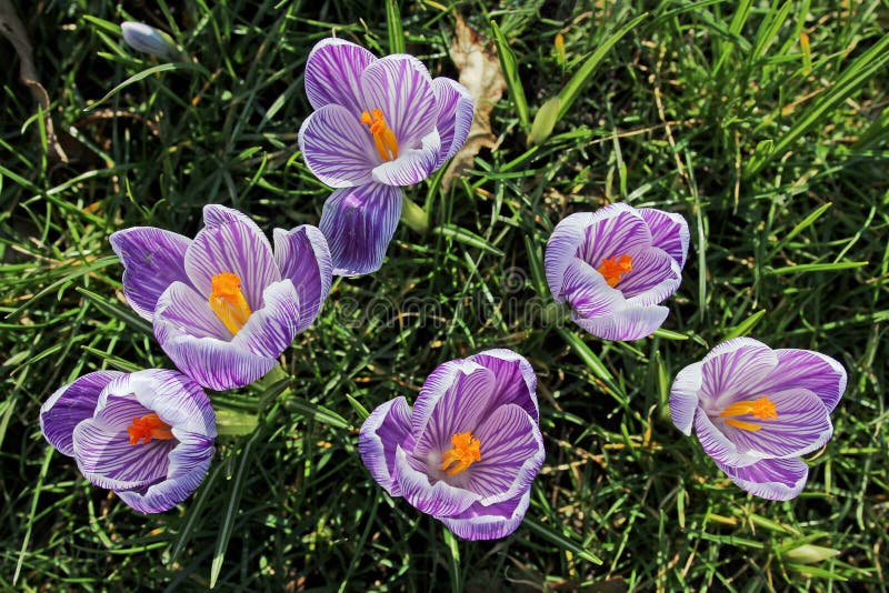 Six Beautiful Flower Heads of Spring Crocus Iridaceae from Above Stock ...