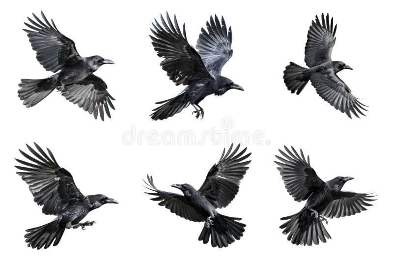Six Black Crows in Flight with Clipped Wings Stock Image - Illustration ...