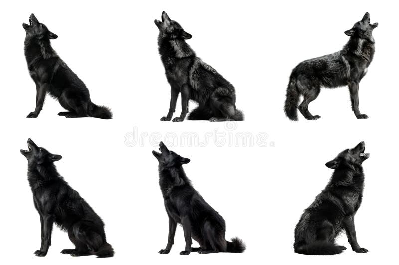 Six Black Wolves Howling in Different Poses Against a White Background ...