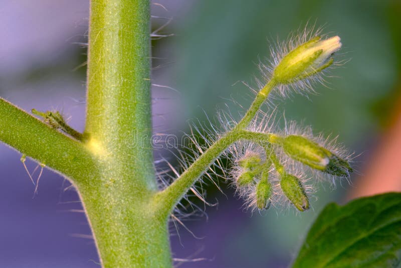 Six Blossom Hairy Stem Tomato 02 Stock Photo - Image of nature, yellow ...