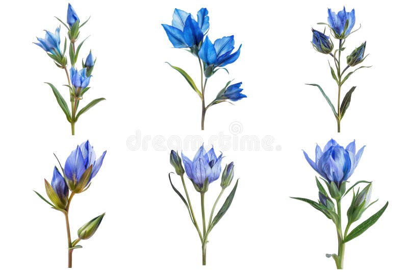 Six Blue Flower Stems Against Transparent Background with Colorful Line ...