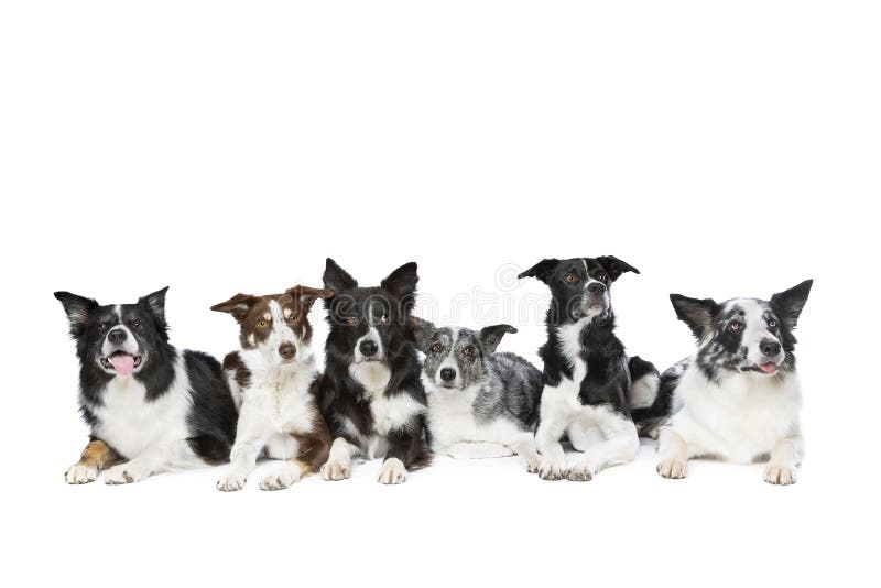 Six border collie dogs stock photo. Image of group, isolated - 208039306