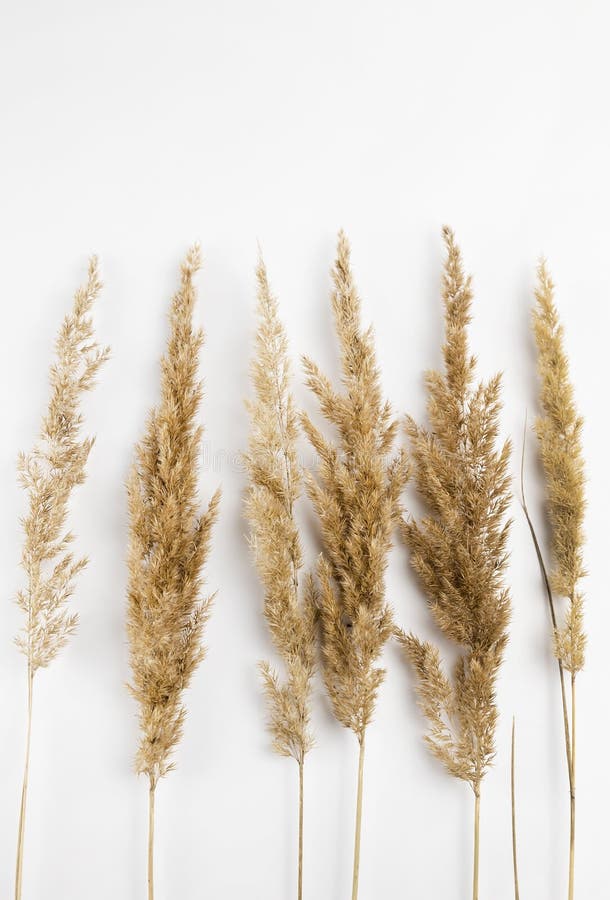 Six Branches of Dry Reed on a White Background. View from Above. Stock ...