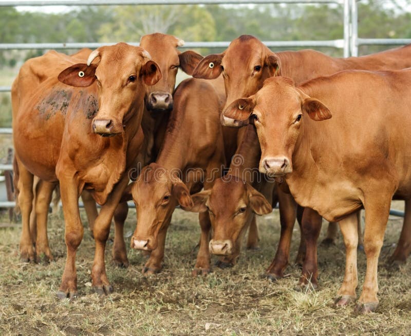 Six Brown Cows Pose for Camera Stock Image - Image of female, farm ...