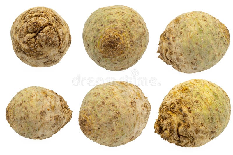 Set of Celery Root from Different Angles on a White Background for ...
