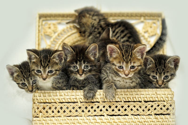 Six chatons adorables photo stock. Image du décor, frères - 30507050