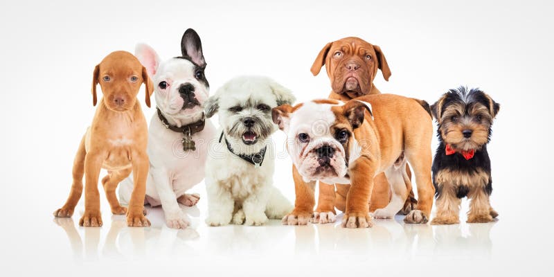 Six Chiots Mignons De Différentes Races Se Tenant Ensemble Image stock ...