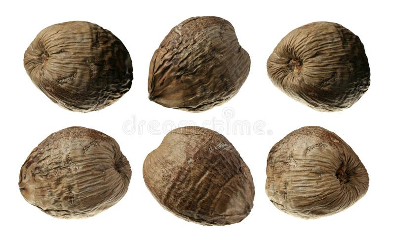 Six Coconuts Collection Isolated on White Stock Image - Image of coco ...