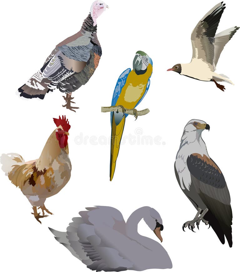 Six Birds Stock Illustrations – 1,426 Six Birds Stock Illustrations ...