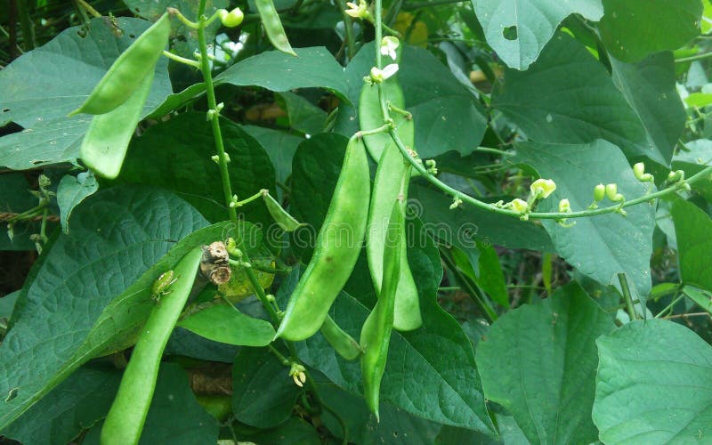 Six Cosses De Haricot Vert Et Feuilles De Haricot Budswith Photo stock ...