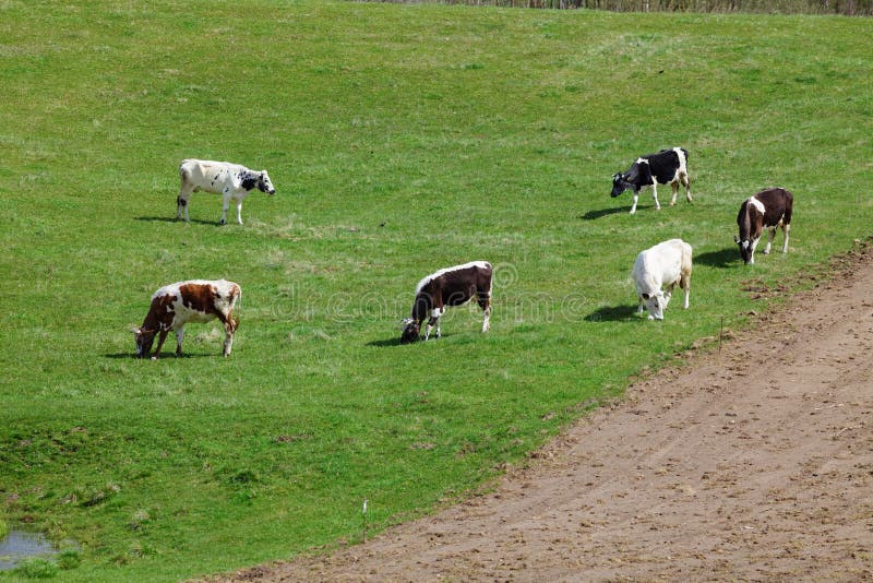 111 Six Cows Stock Photos - Free & Royalty-Free Stock Photos from ...