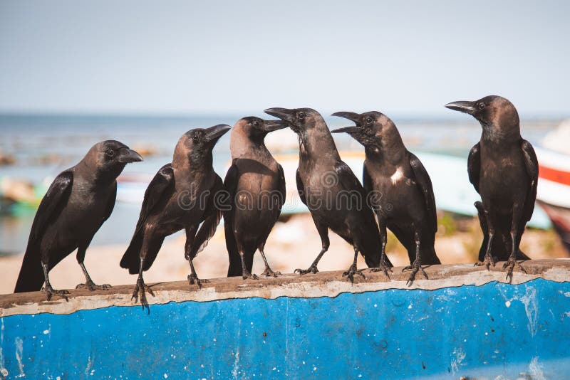 Crows Perching and Looking at Each Other on an Upturned Boat Stock ...