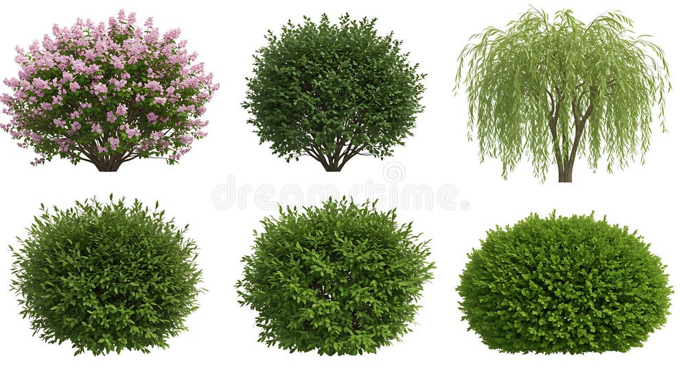 Six Different Shrub and Tree Illustrations with Distinct Foliage and ...