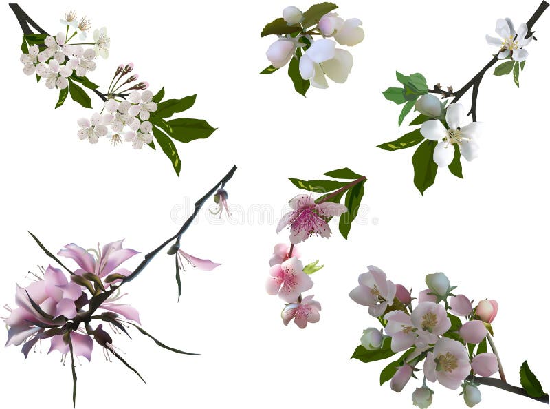 Six Different Tree Blossoms Isolated on White Stock Vector ...